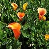 Amazon.com : Orange Calla Lily Bulb, Calla Lily Plant Live Bulb, Calla ...