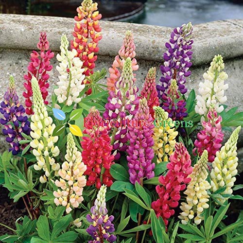 Lupine Flower Multi Mix Colors Flower Seeds : Amazon.in: Garden & Outdoors