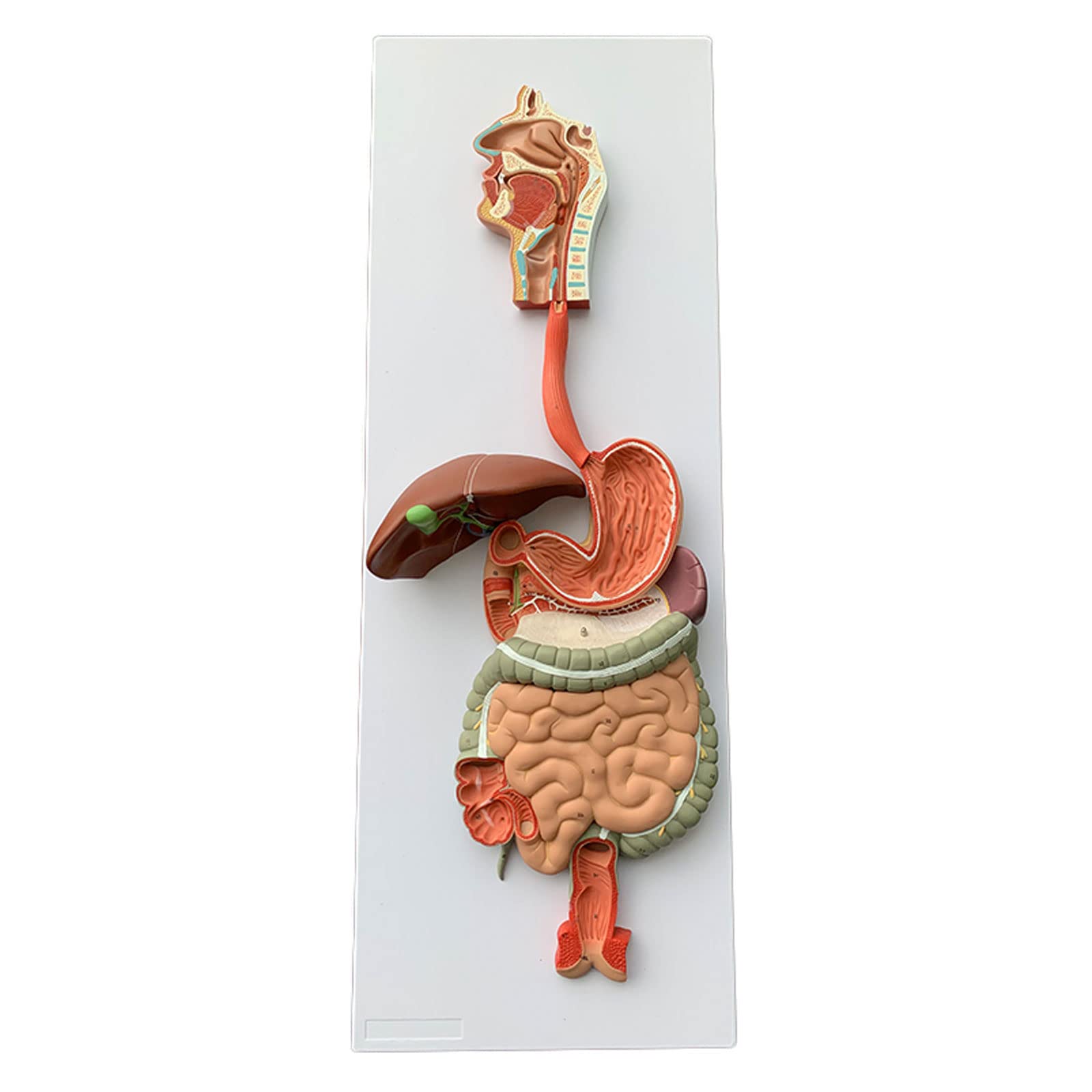 Sistema Digestivo Humano Real Cuaderno For Sale Con La Obra