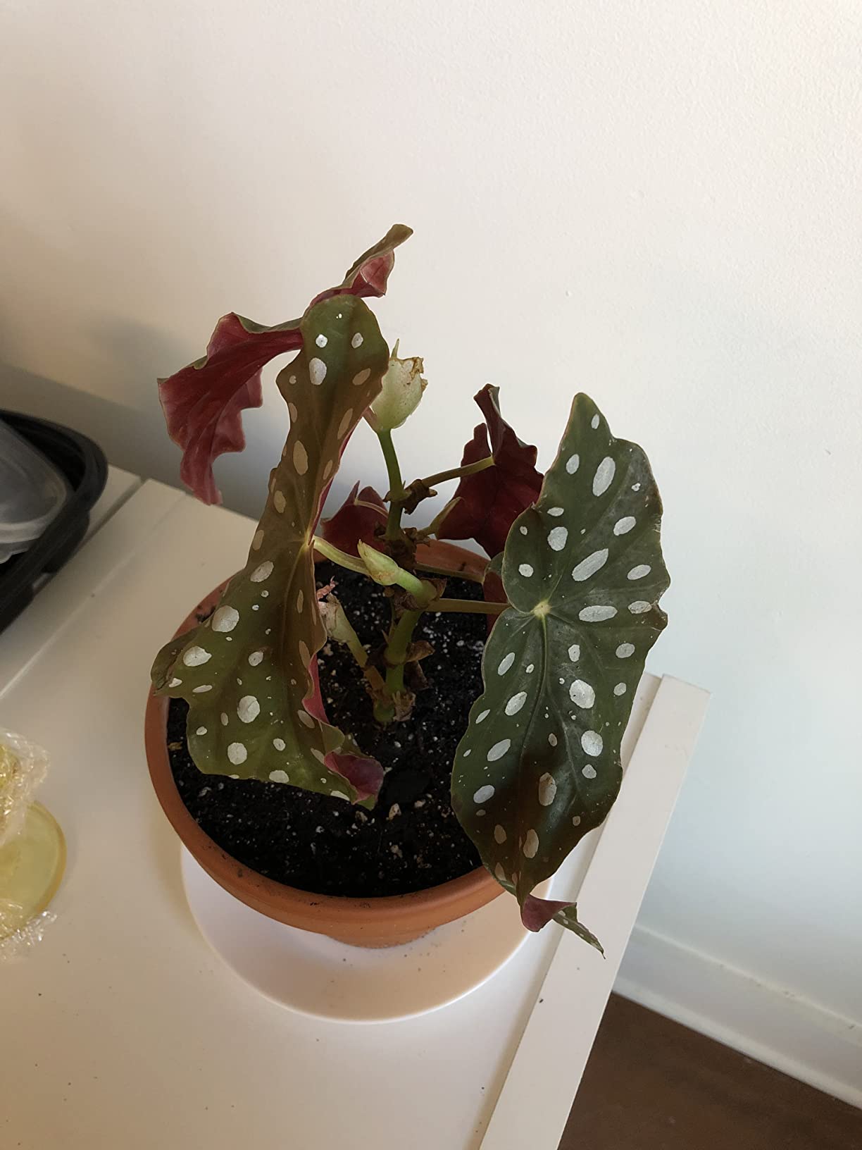 $5/mo - Finance Begonia maculata 'Wightii', Polka Dot Begonia, Clown ...