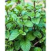 Gebdinsh Garden® Imported Pudeena/Mint Herbs Seeds For Your Kitchen ...