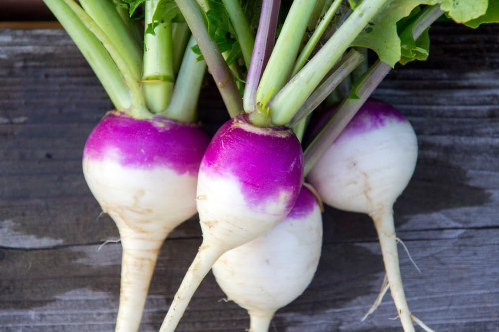 Amazon.com : Bulk Purple Top Turnips Seeds for Food Plot or Cover Crop ...