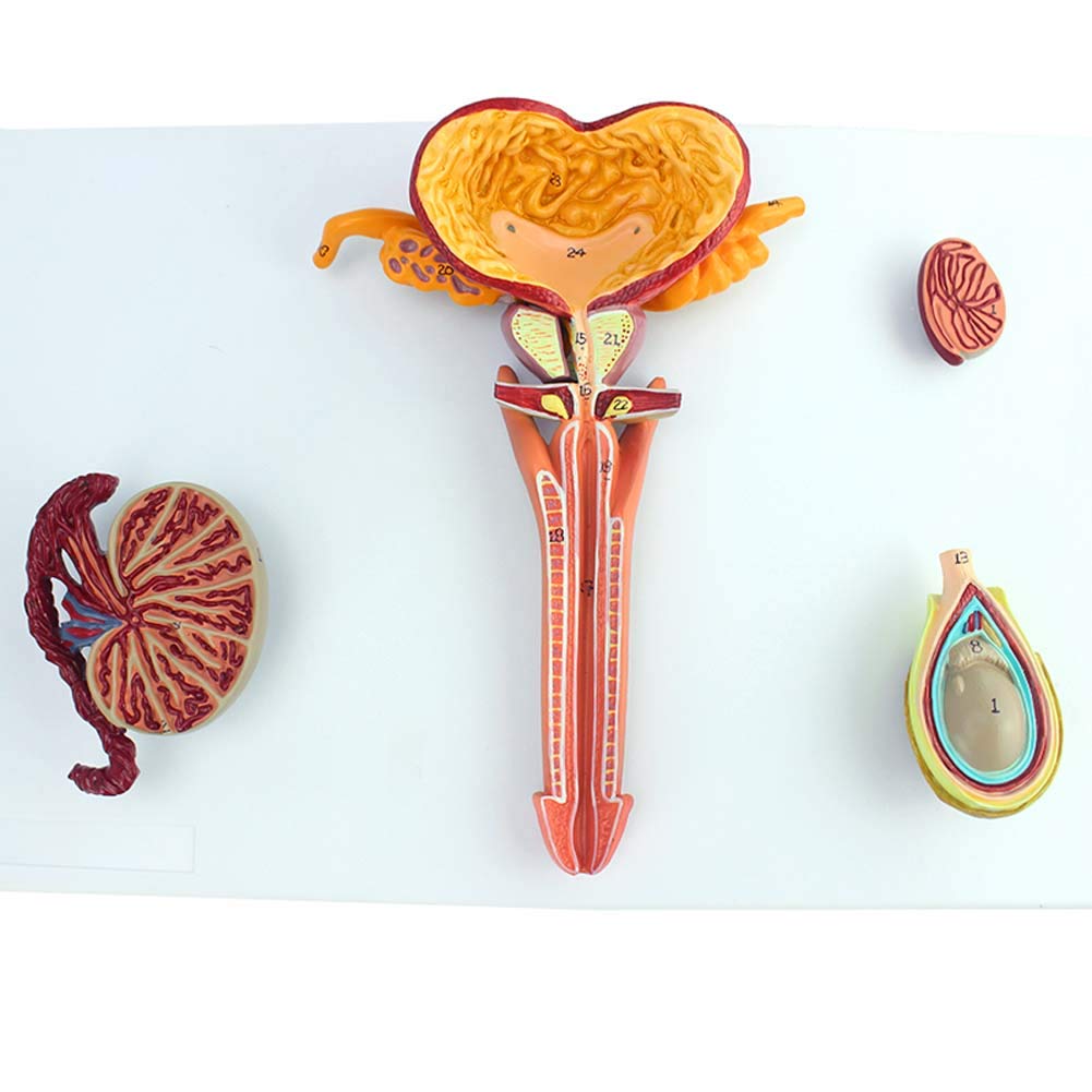 Buy Male Reproductive System Model - Internal And External Reproductive ...