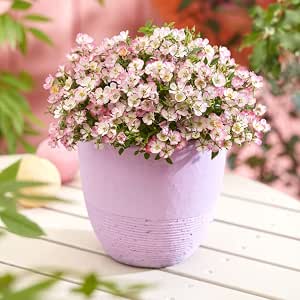 Rose 'Cutie Pie' Rosa Hardy Shrub Thornless Pink Blooms Easy to Grow ...