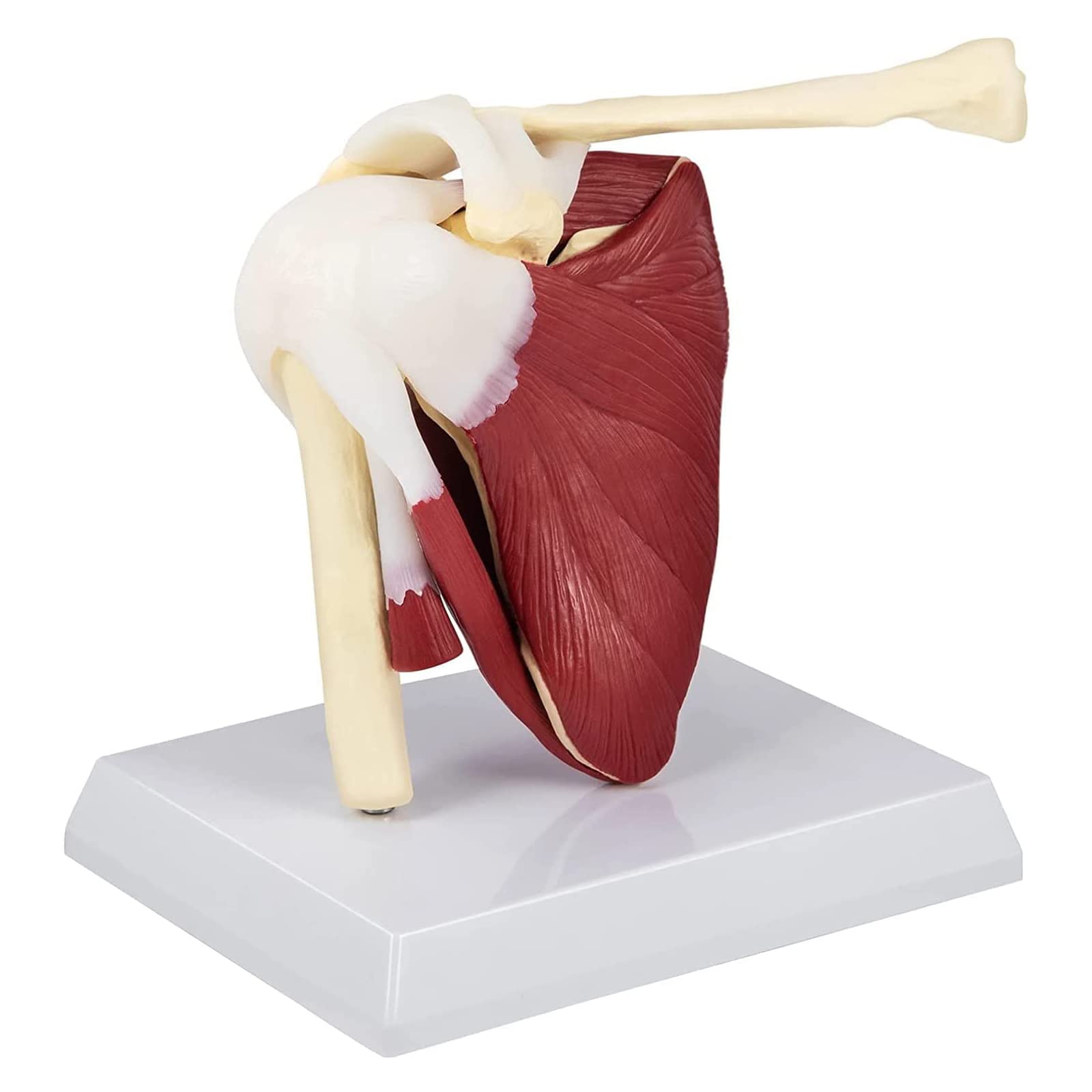 Buy Shoulder Joint w/Muscles Model, Human Body Anatomy Replica of ...