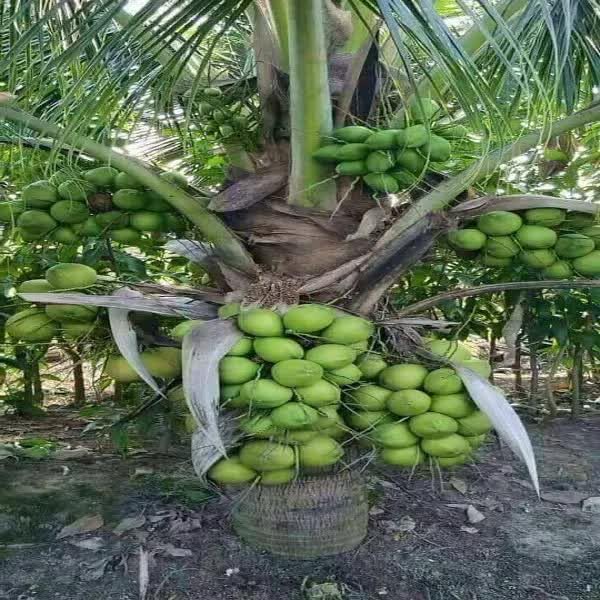 Odetoautumn High Yield Dwarf Rare Coconut Tree Plant | All Season ...