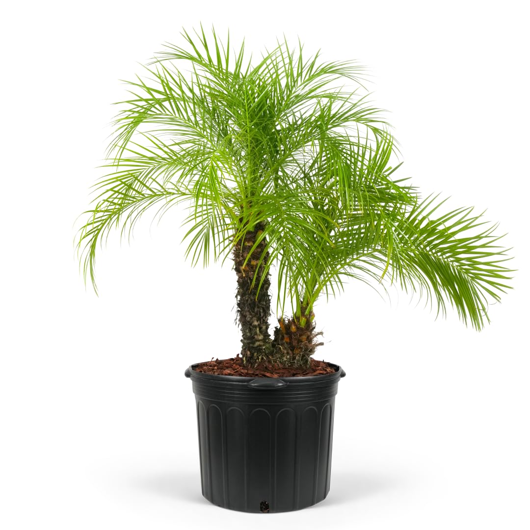 Enfermedad De La Palmera Datilera Pigmea