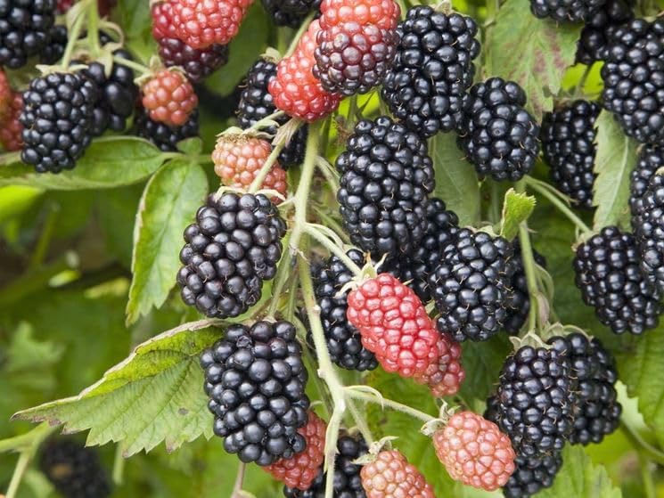 Mora More senza Spine "Rubus Fruticosus", Frutti di Bosco, Pianta in ...