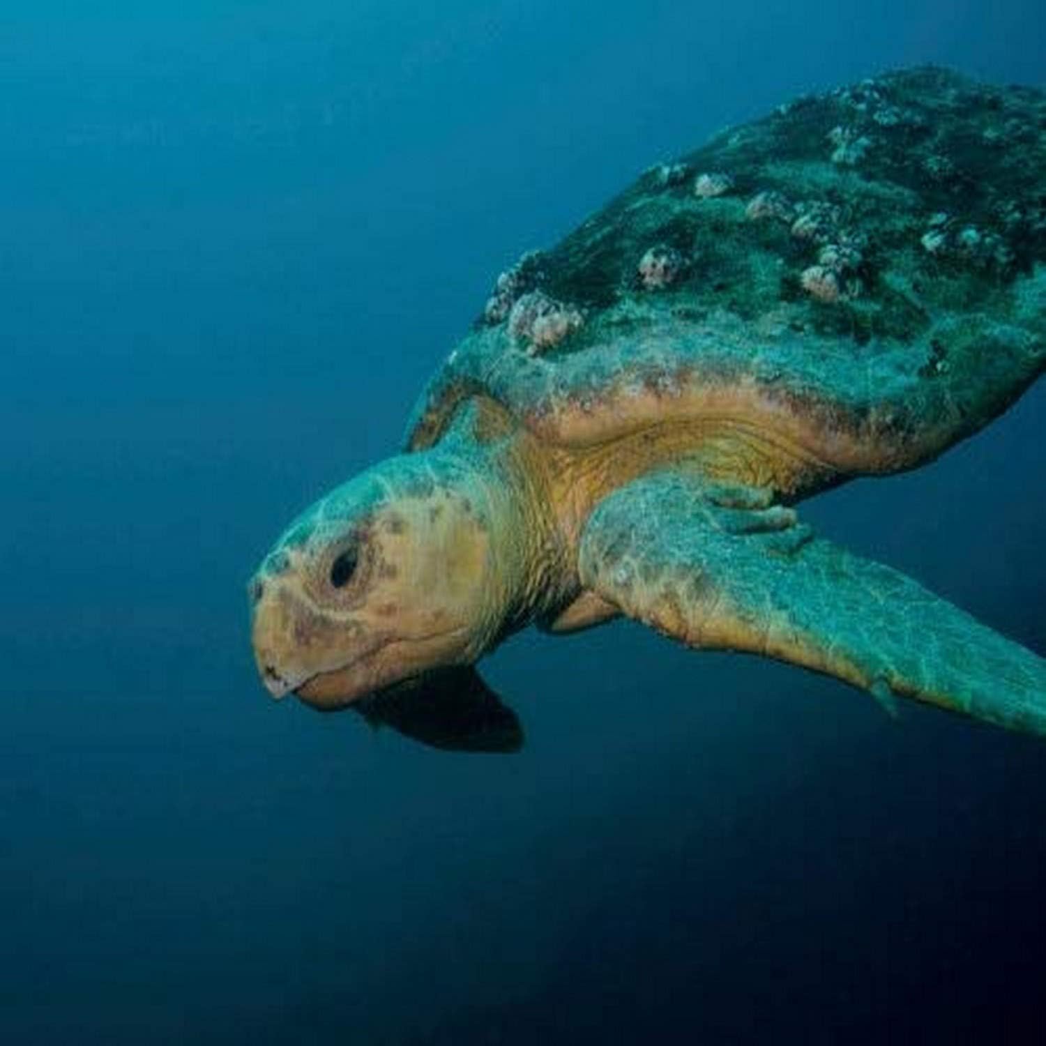 Amazon.com: A loggerhead sea turtle off the coast of North Carolina ...
