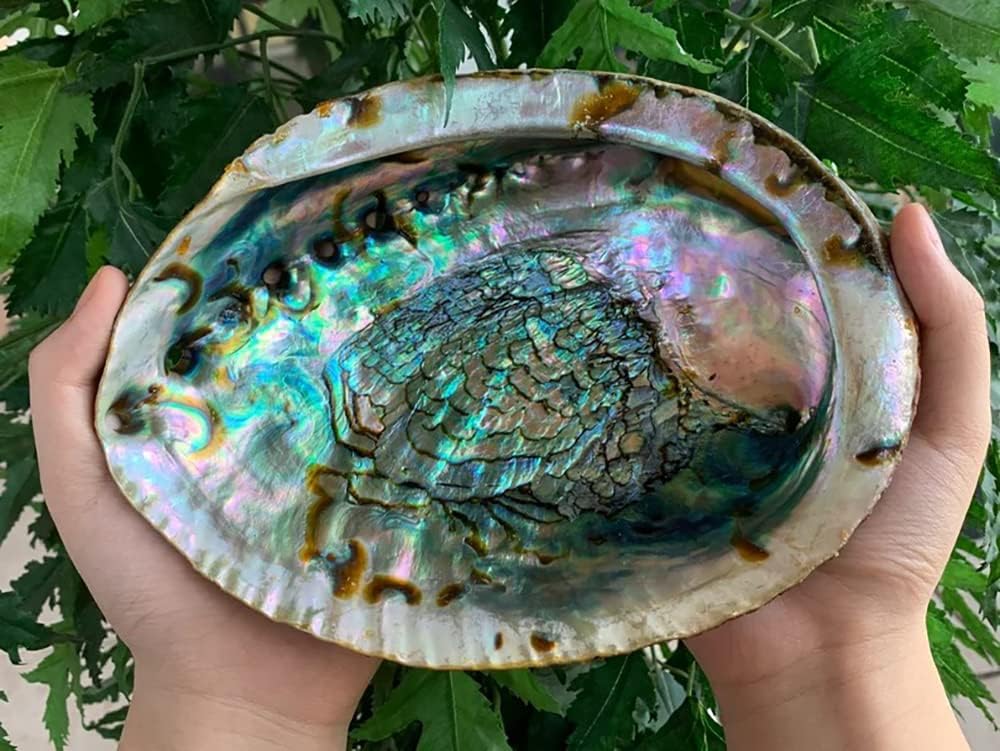Amazon.com: Abalone Shells, Shell Incense Burners, Bowls for Holding ...
