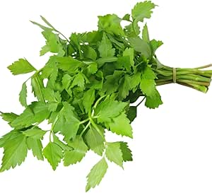 GROSEEDS - Vegetable Seeds, Kintsai, V-ORI-05, 1500 Seeds Minimum Per ...