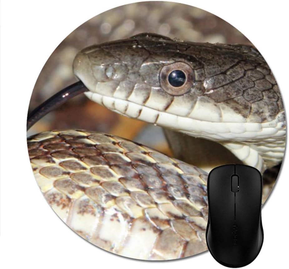 Amazon.com : Gray Rat Snake Mouse Pad Trendy Office Desk Accessories ...