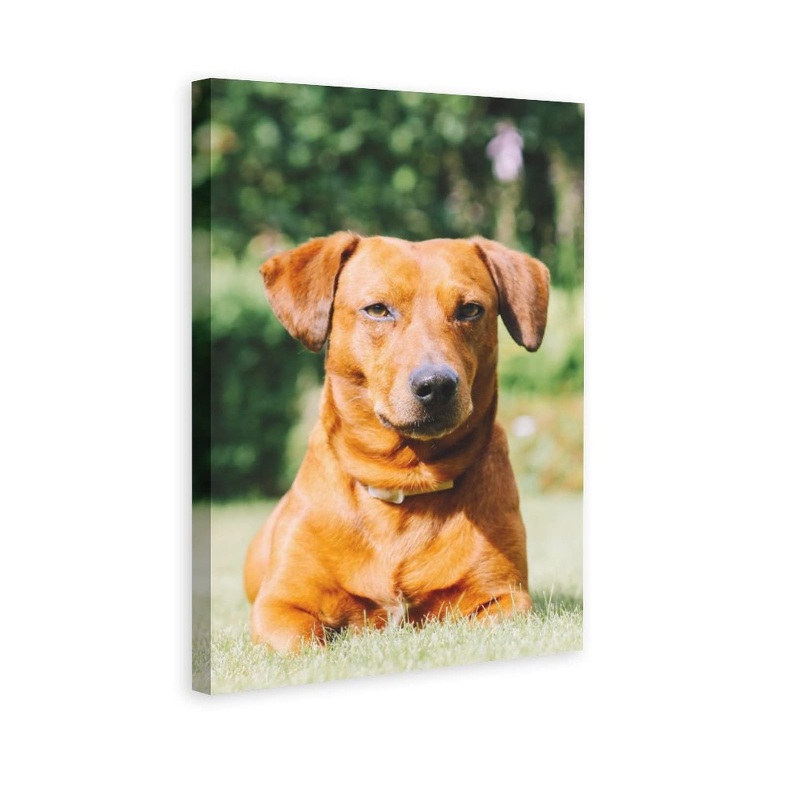 Dachshund Pitbull Mix