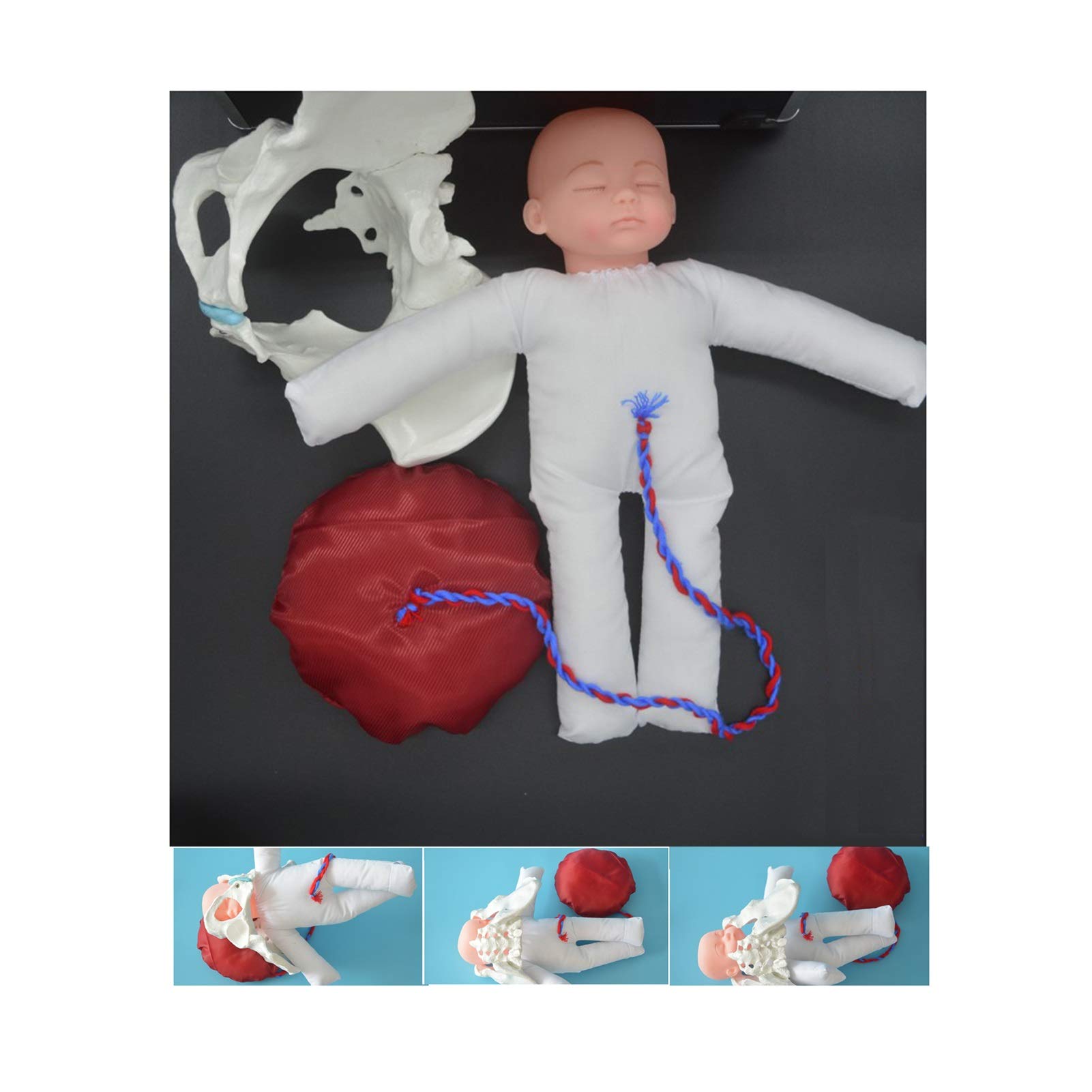 Buy YXYECEIPENO Midwifery Delivery Simulator Female Pelvis and Baby ...