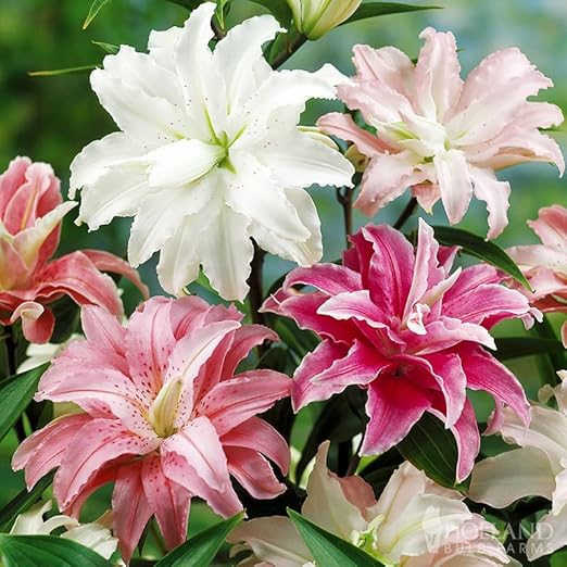 Amazon.com : Mixed Double Oriental Lily Flower Bulbs - 3 Lilies Per ...
