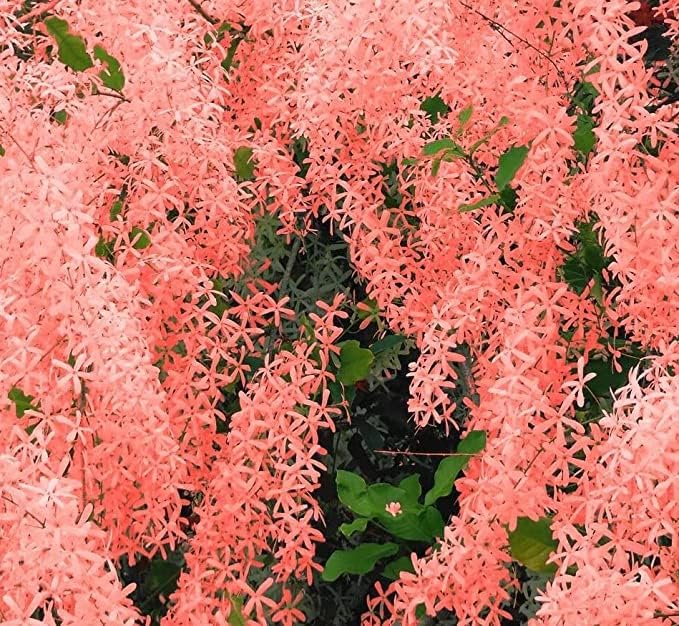 Matri Bhumi petrea volubilis Vine Plant Red Wealth Creeper Sand Paper ...