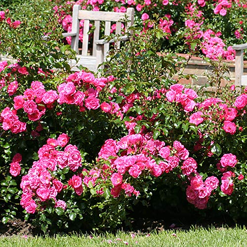 Plants Point Rare Grafted Pink White Double Climbing Rose perinnial ...