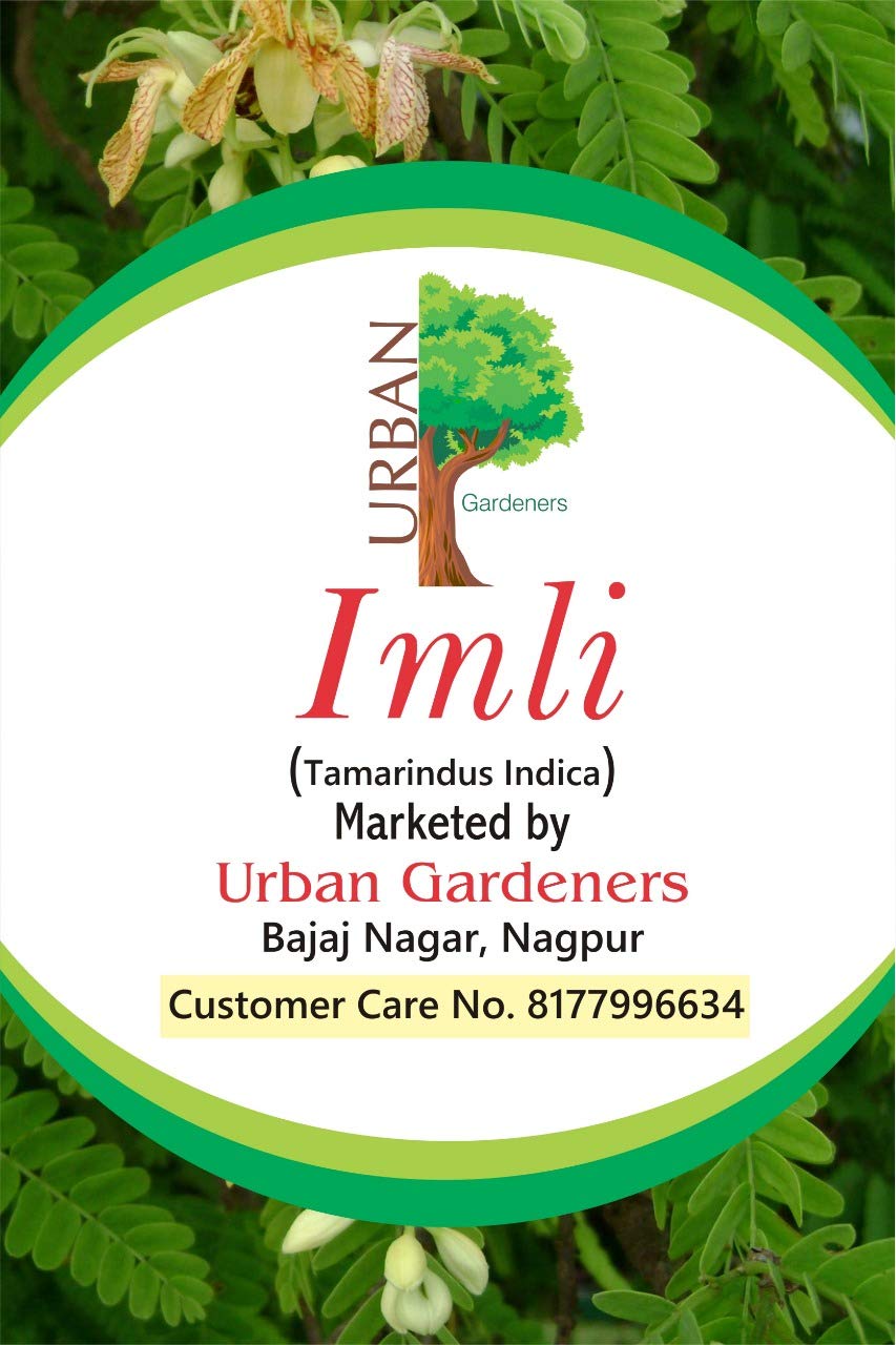 Buy Uban Gardeners Imli 100 Tamarind Seed/Pahadi Imli Beej/Gaja Imli ...