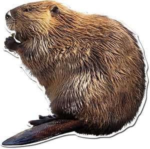 Amazon.com: Beaver Chewing Wood 10 inch Static Cling