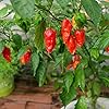 Amazon.com : Pack 2 Red Ghost Pepper Plants, Live Red Ghost Pepper ...