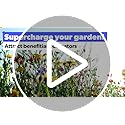 Amazon.com : NatureZ Edge Wildflower Seeds Mix – 2 Oz, 85,000 Seeds, 35 Variety Perennial ...