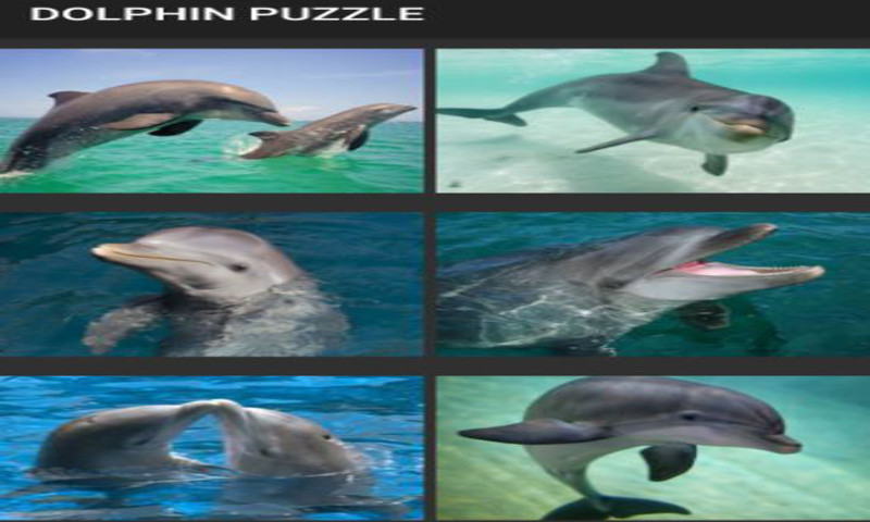 Real Dolphins Game : Jigsaw Puzzle 2019 - App on Amazon Appstore