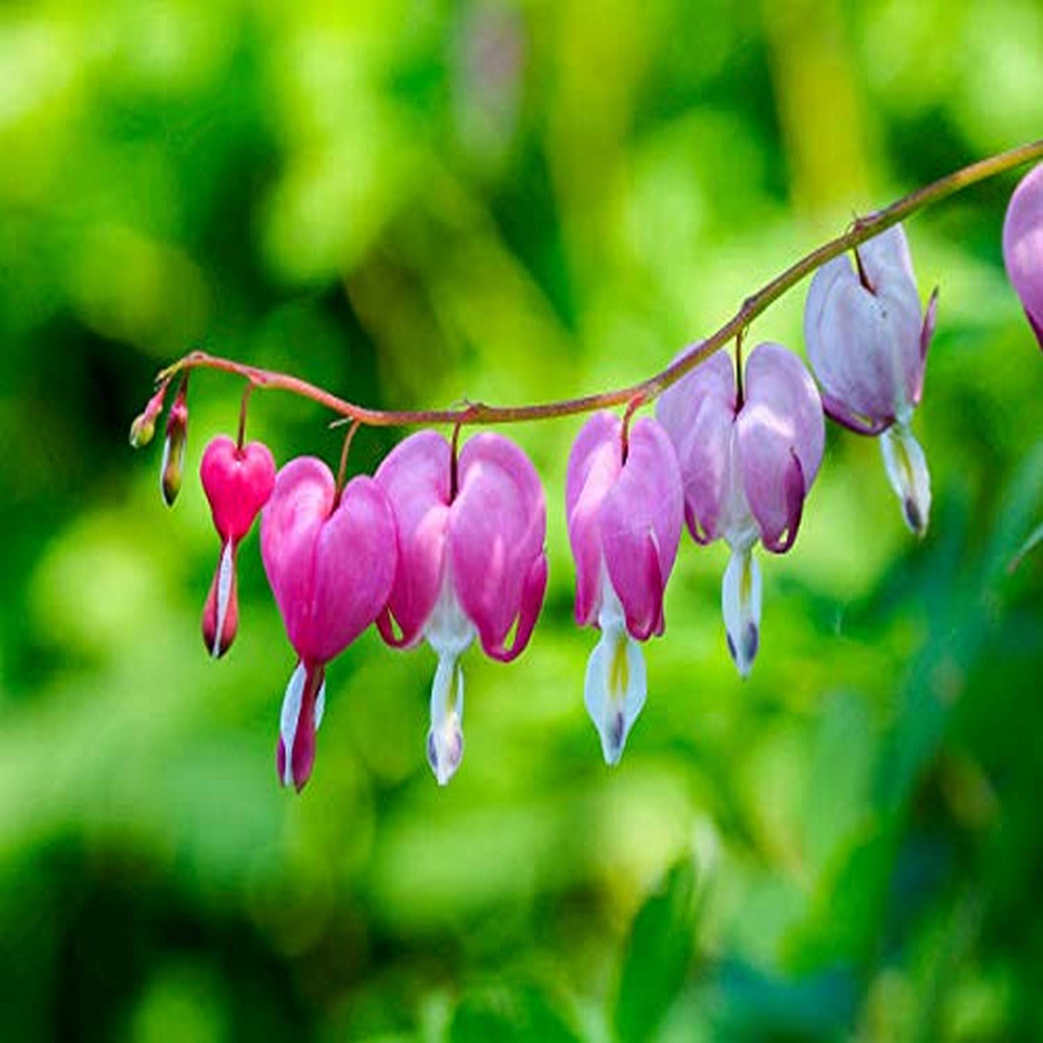 Bleeding Heart Flower Art