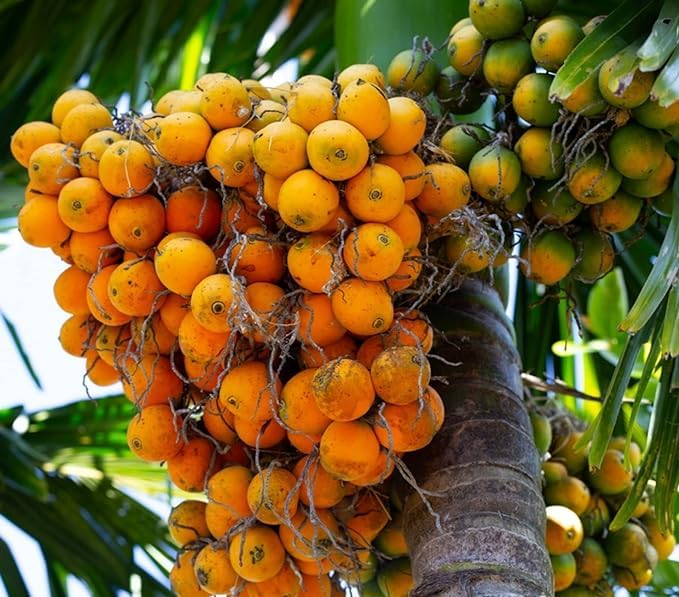 Buy Sky Nursery Betel Nut Tree plant| betel nut supari plant | All Time ...
