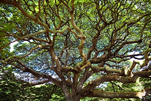 Creative Farmer Shade Tree Seeds : Microsphaeropsis Pittospori - Best ...