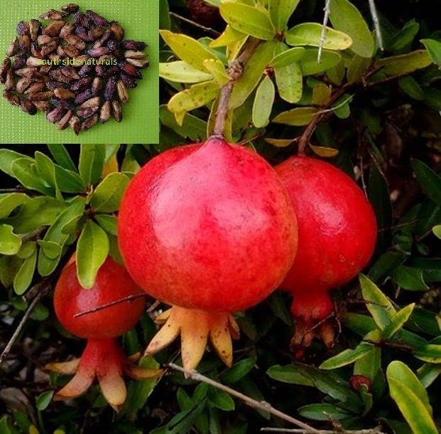 SelfLine | Pomegranate Anar Hybrid Variety Tasty red Color anaar Seeds ...