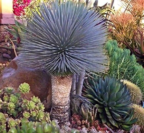 Amazon.com : Blue Yucca Rostrata Old Man Beaked Yucca Exotic 10 Seeds ...