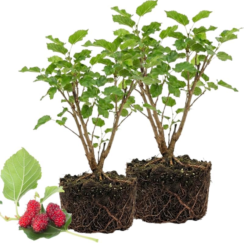 Amazon.com : 2 Dwarf Everbearing Mulberry Tree, 12-18 Inch Tall Bare ...