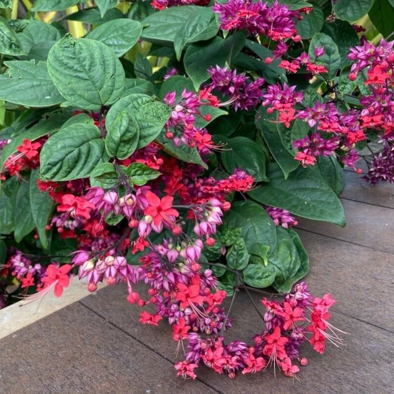 5 Best Red Bleeding Heart Flower | Deep Shade Heart-Shaped Blooms