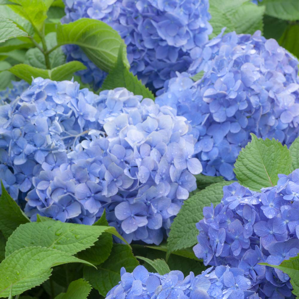 Thompson And Morgan Hardy Perennial Hydrangea Macrophylla Blue Danube ...