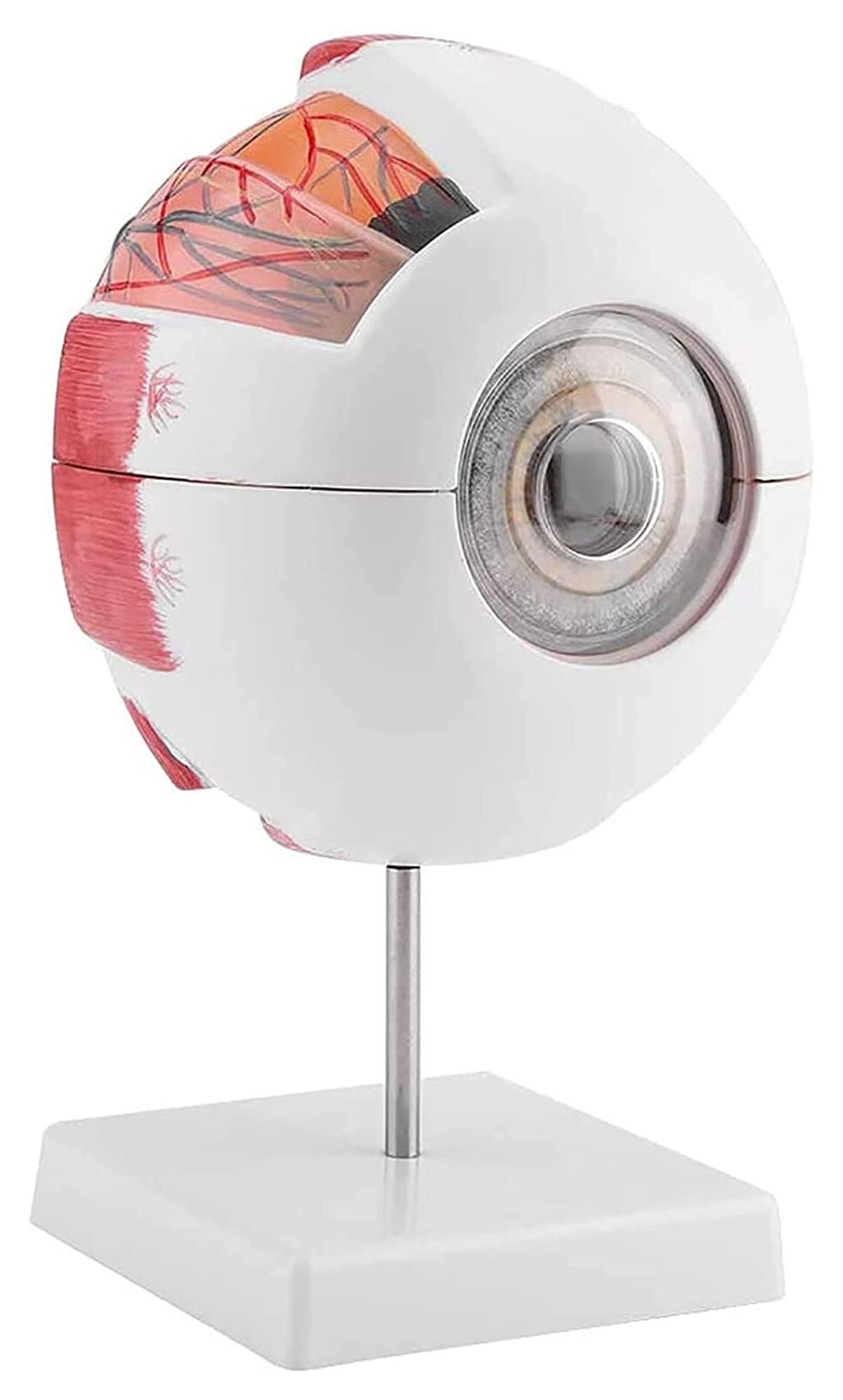 Buy Study Model 6X d Human Eye Model Eyeball Anatomy Human Eyeball ...
