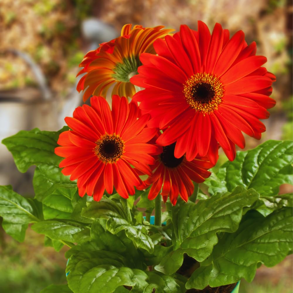 Red Gerbera Daisy Plant Gerbera Daisies: A Growing & Care Guide