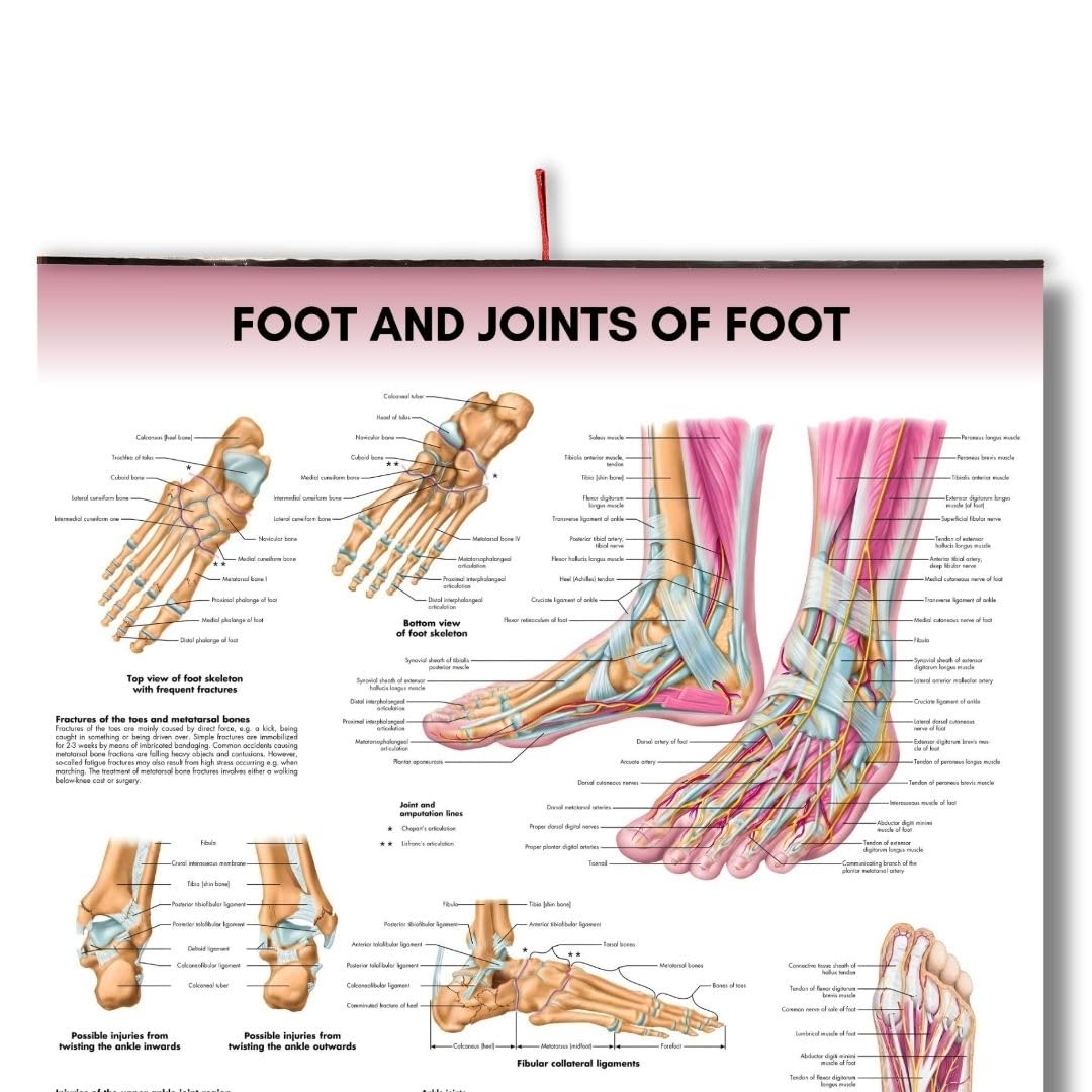 Stylistico Anatomy Human Biology Medical Student anatomical poster ...
