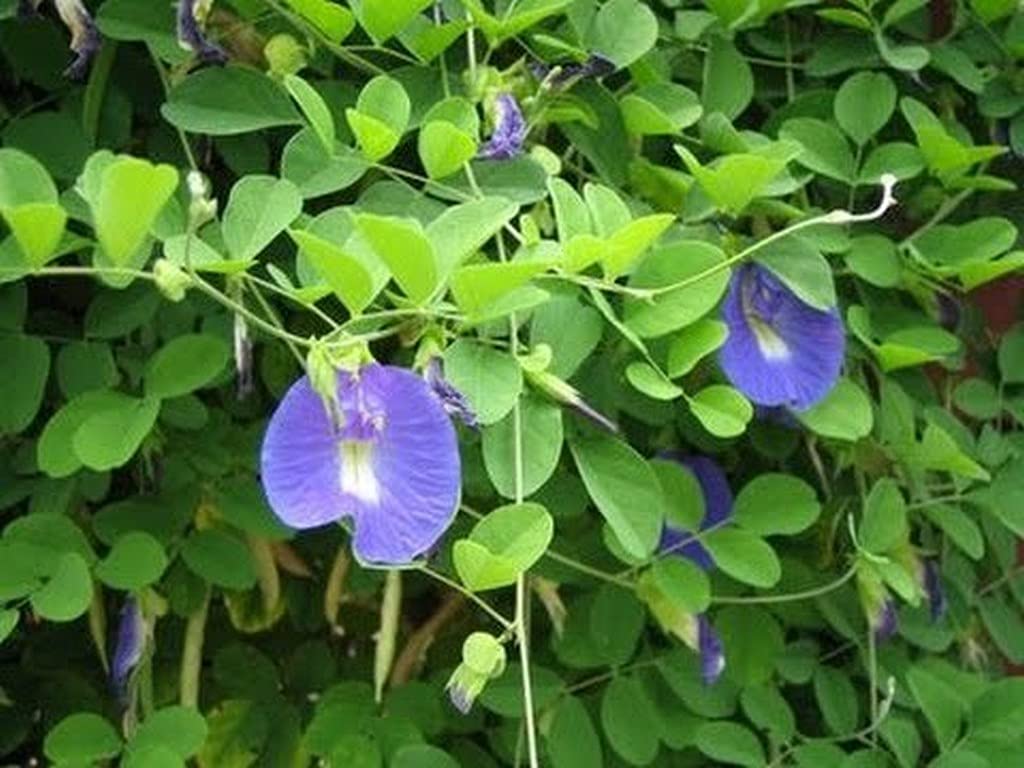 Ohhsome Live Aparajita/Clitoria Ternatea Blue Flower Medicinal Plant ...