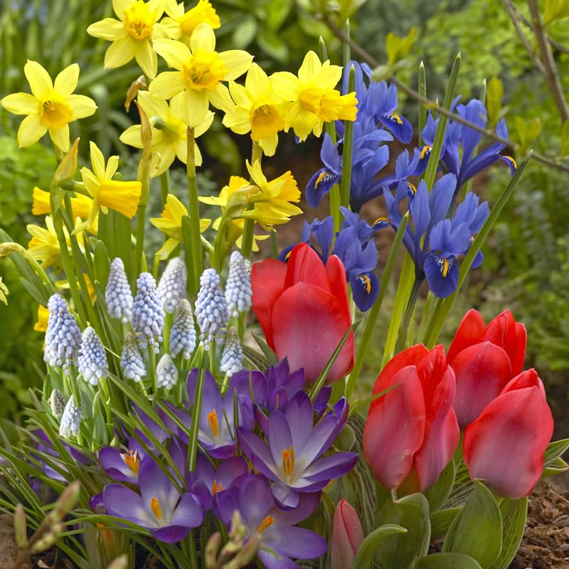 Amazon.com : All-in-One Flower Garden Kit - 30 Bulbs Per Box - Potluck ...