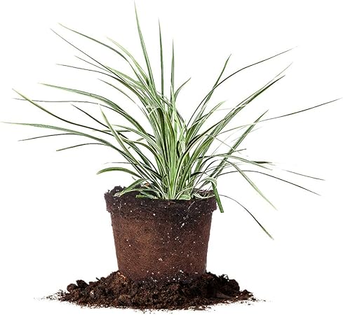 Amazon.com : Perfect Plants Aztec Grass Live Plant, 1 Gallon, Includes ...