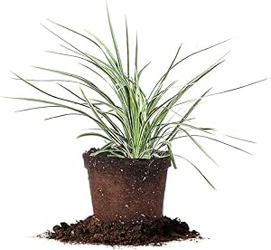 Amazon.com : Perfect Plants Aztec Grass Live Plant, 1 Gallon, Includes ...