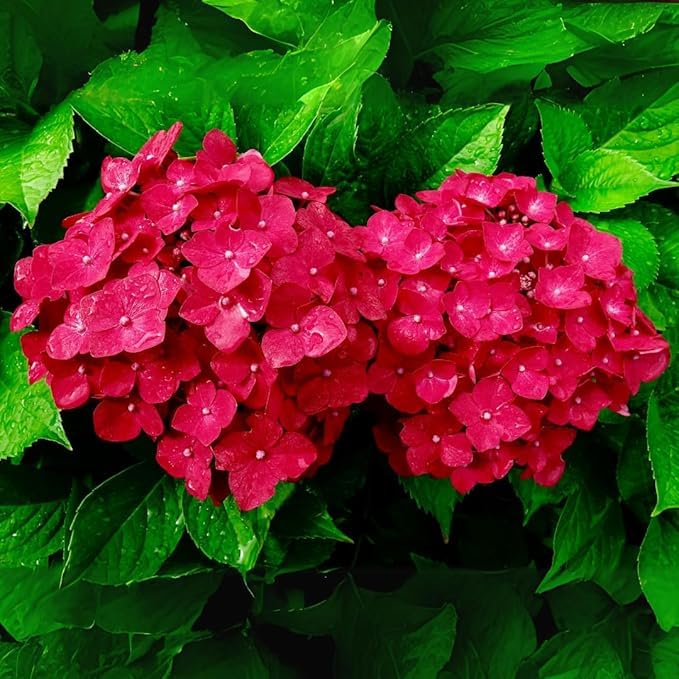 GREEN VOLCANO Bright Red Hydrangea Live Plant "Hydrangea macrophylla ...
