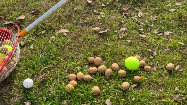 Watch Large Nut Gatherer Rolling Nut Harvester Ball Picker on Amazon Live
