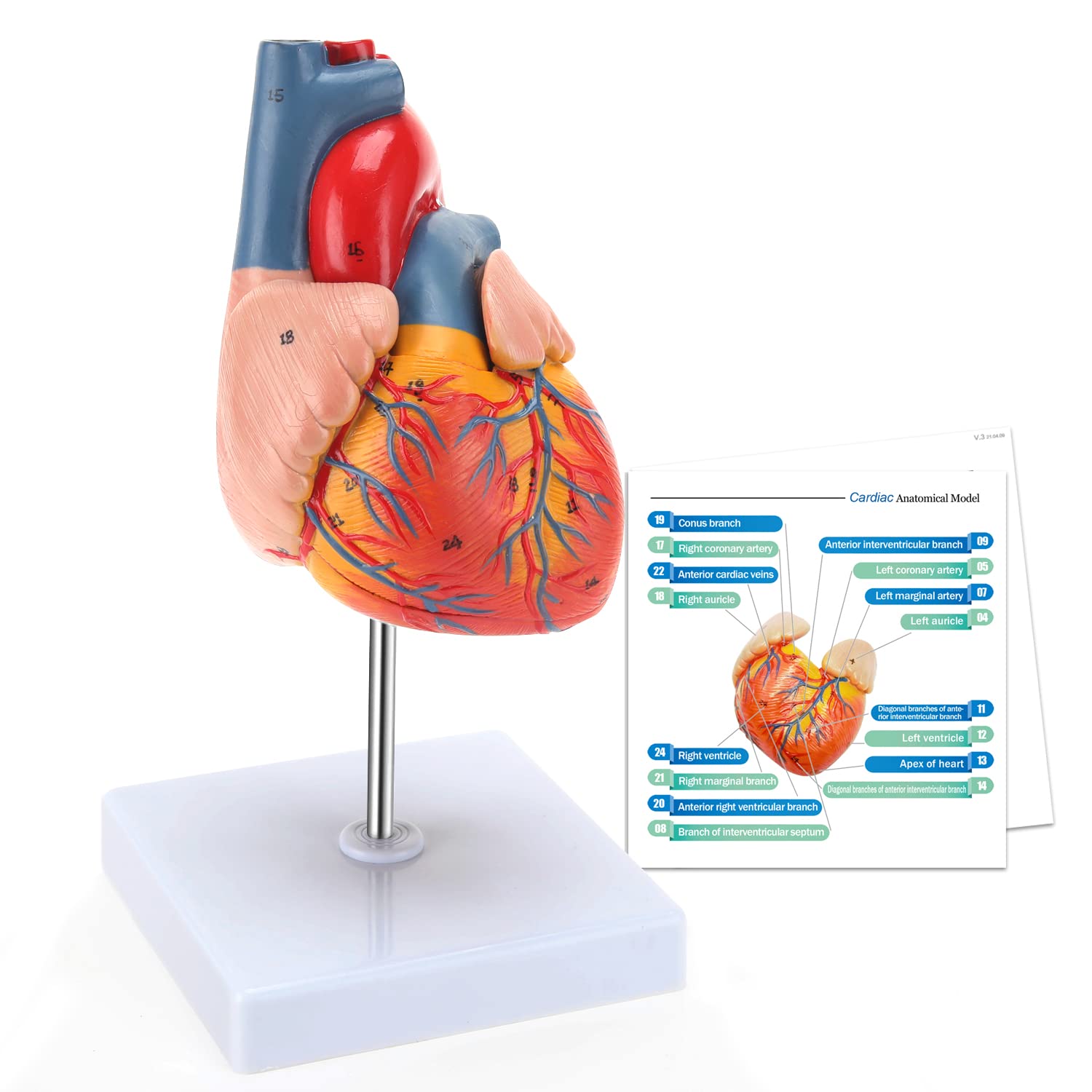 Heart Anatomy Interior View Colored