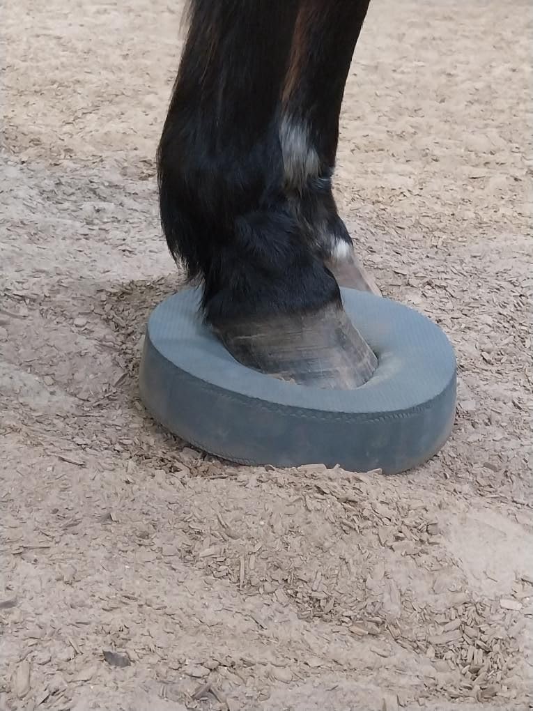 NØRSHOLM EQUESTRIAN Balance Pad Pferd 2er Set, Zubehör für die ...