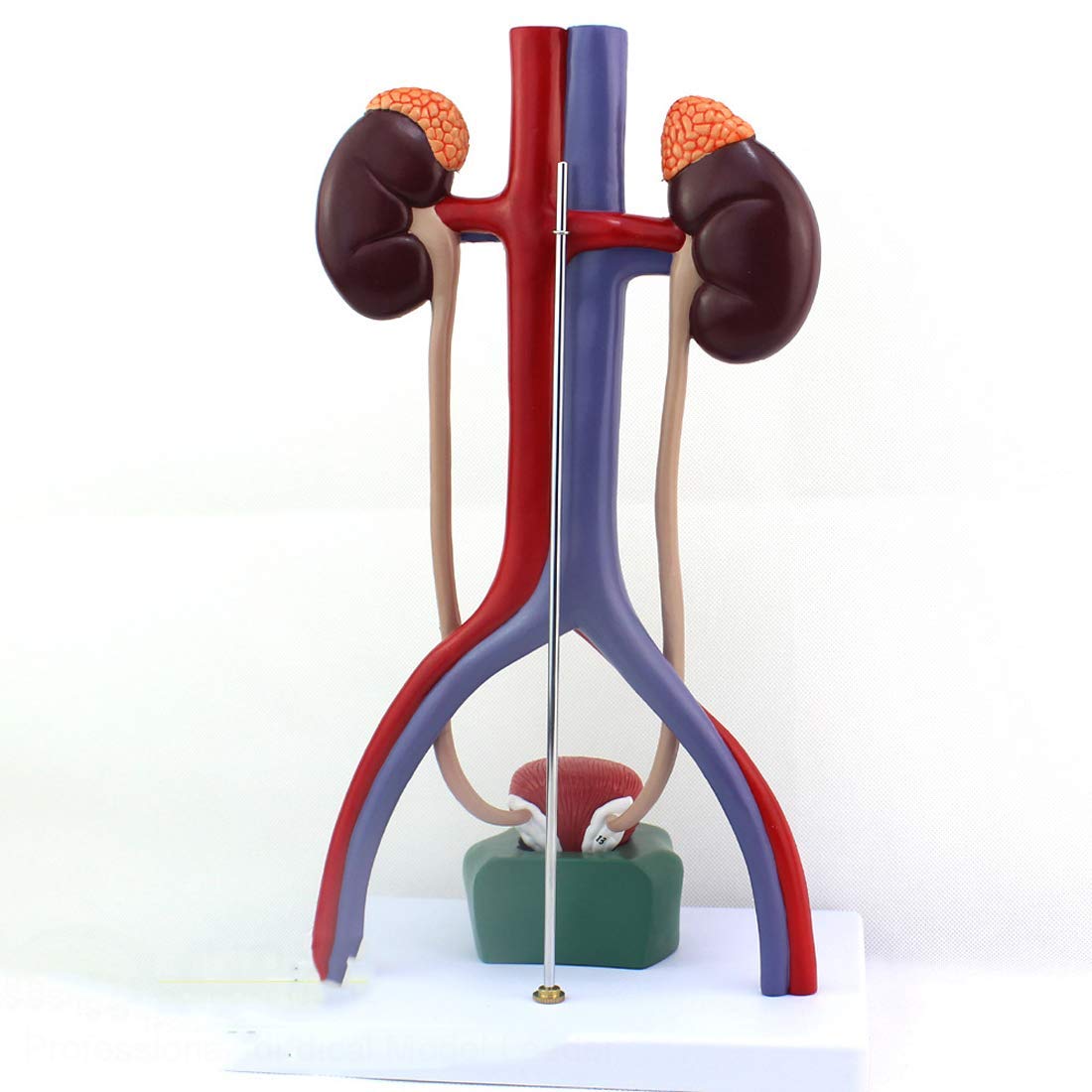 Dfju Educational Model Human Urinary System Model Medical Anatomical ...