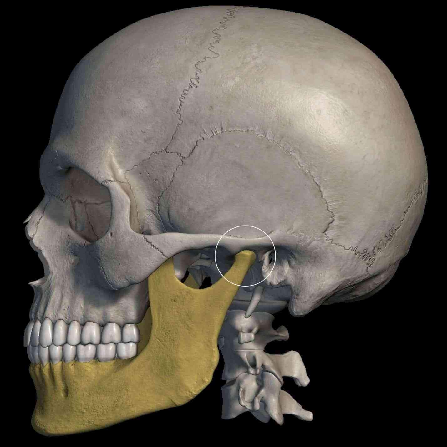 Sculpt Jaw Exerciser Tablets Define Jawline Exerciser Strengthen Facial ...