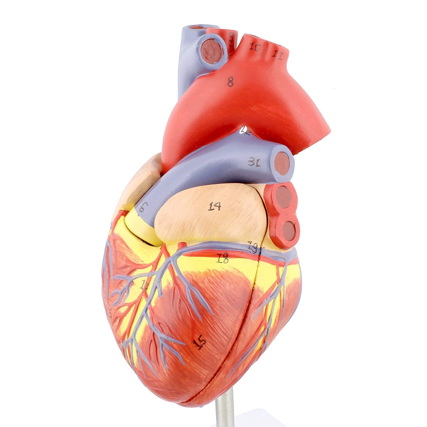 Semplice Schema Del Cuore Umano