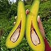 Amazon.com : No CA, 2-3 Feet Avocado Plant, Long Neck Avocado in 3 ...