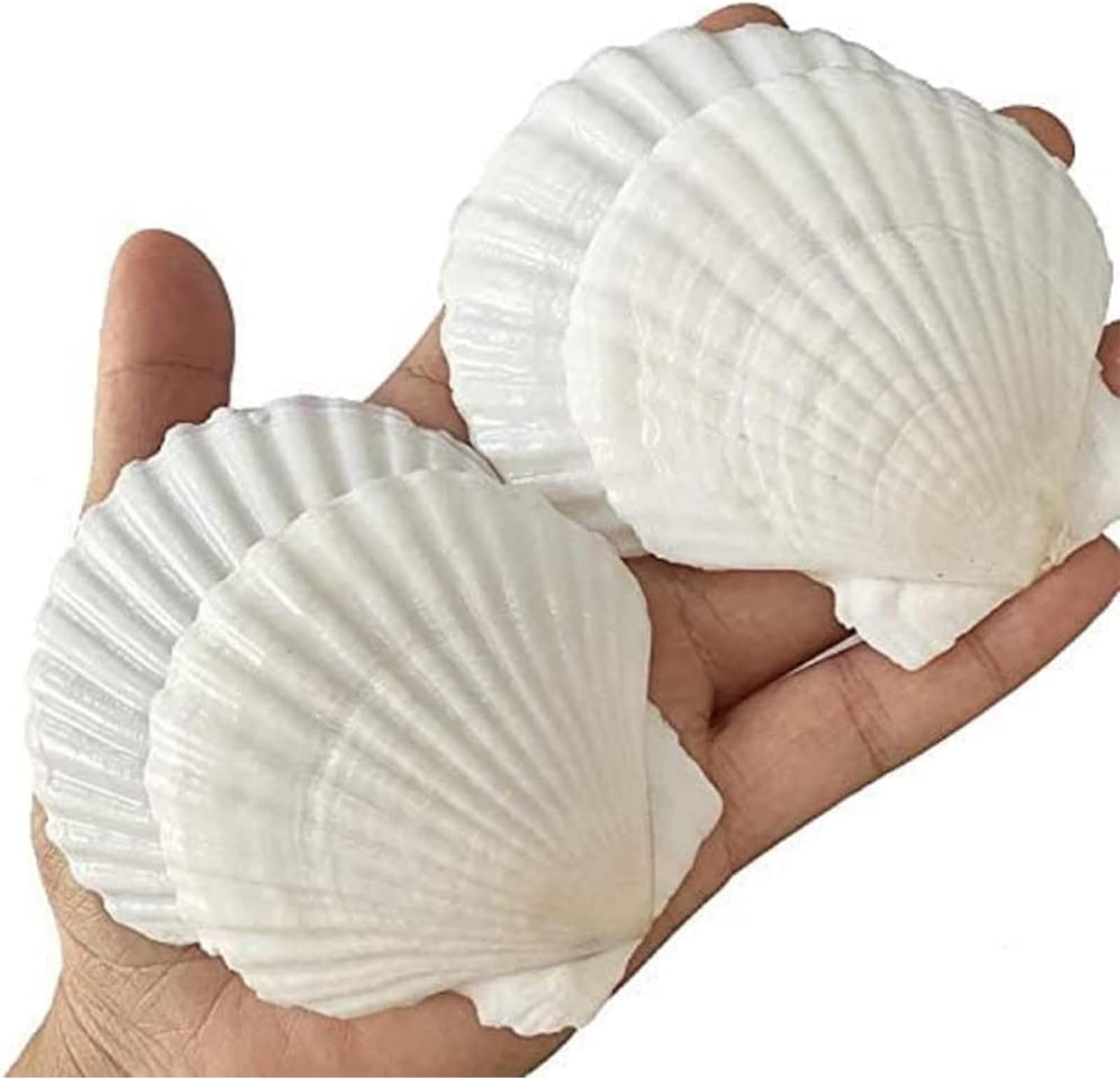 Amazon.com: sinkoo Scallop Shells White Natural Seashell 25 PCS for DIY ...